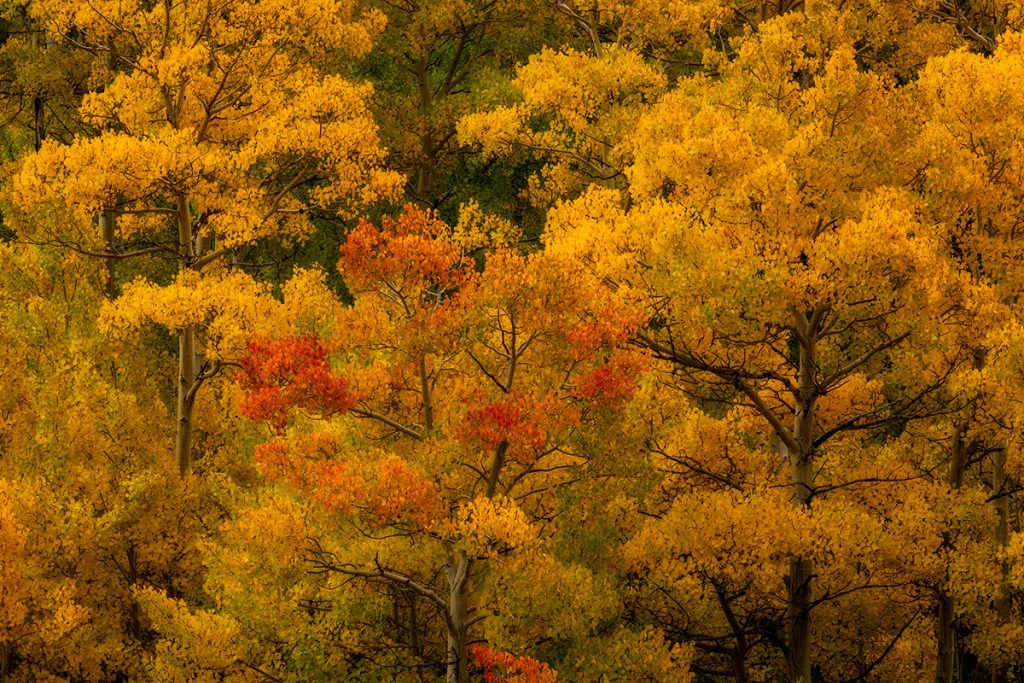 Fall Color Photography, Design Thinking and a very special surprise ...
